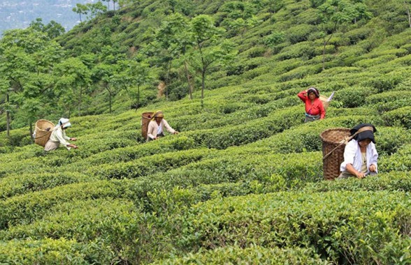 Tea Board, DTA warn hill gardens not to source green tea leaves outsid ...