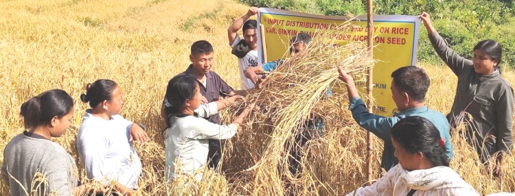 ICAR Sikkim Centre celebrates Field Day of 'Sikkim Dhan-1' rice variet ...