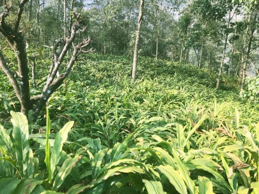 Seramna Alaichi (Large Cardamom): A Productive Variety - Sikkimexpress