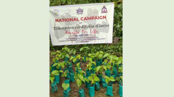 National campaign on medicinal plant Gurjo launched - Sikkimexpress
