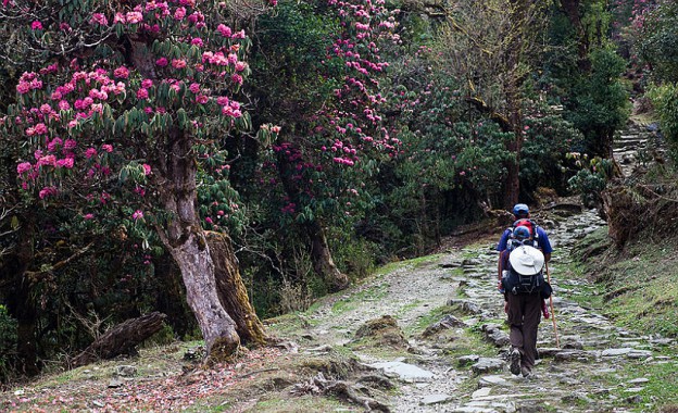 Preserving pristine forests of Sikkim - Sikkimexpress