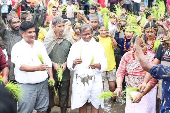 Governor Gives Boost To Traditional Rice Planting Practice Sikkimexpress