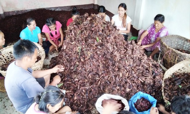 Cash incentive for large cardamom hits a Century in Sikkim - Sikkimexpress
