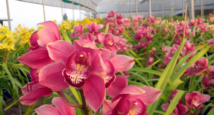 TAKE CARE OF YOUR CYMBIDIUM ORCHIDS - Sikkimexpress