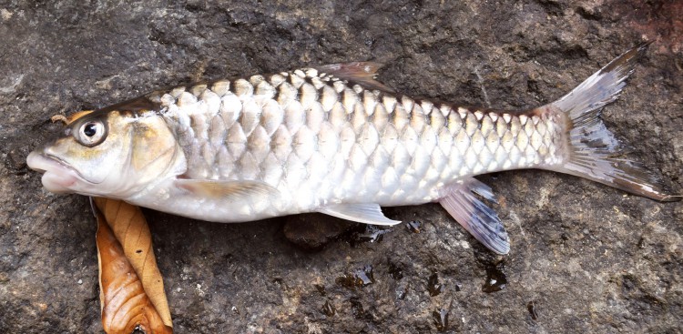 Katley declared as State Fish - Sikkimexpress