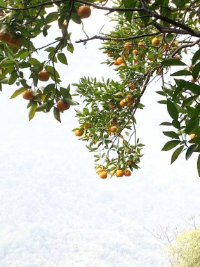 Horticulture Dept working on revival of Sikkim mandarin oranges ...