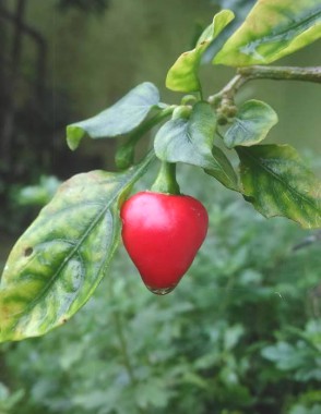 Special Central support for cherry pepper, avocado & kiwi cultivation ...