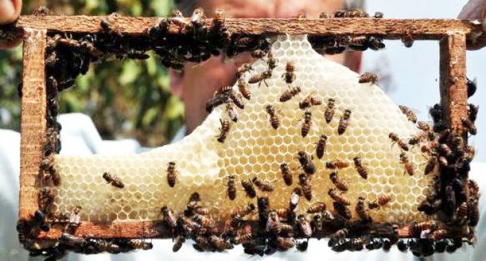 Challenges of beekeepers in the unorganized agriculture sector and the ...