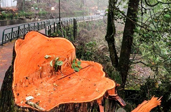 Stay order on further felling of Gangtok trees - Sikkimexpress